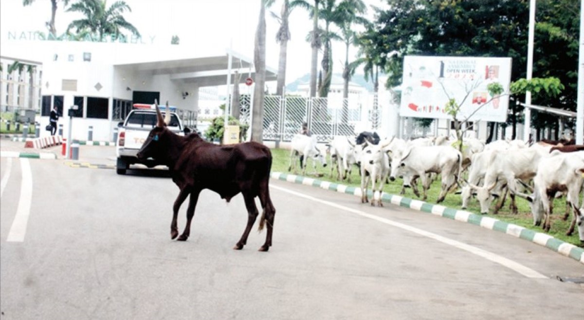 COW AND BLOOD DEMOCRACY - Secret Reporters